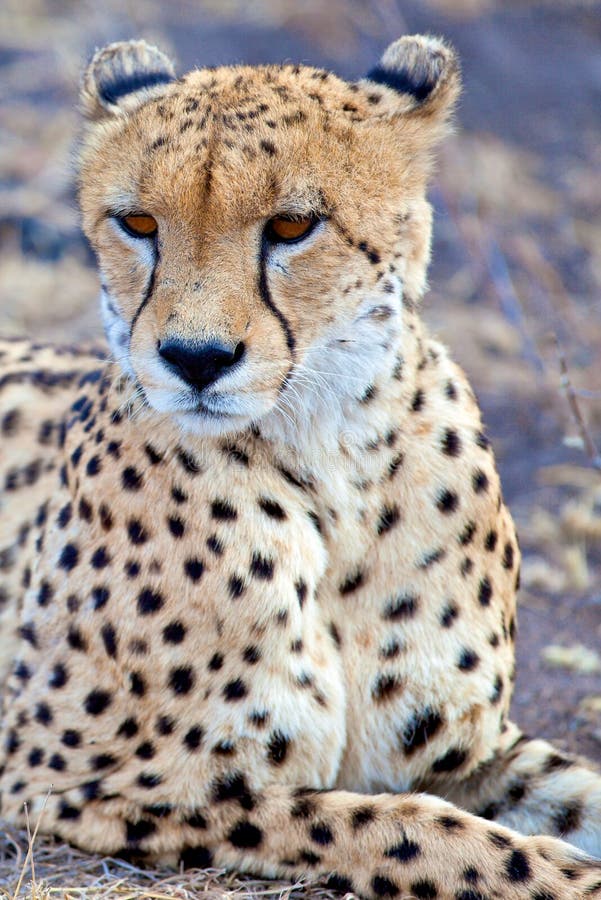 Guepardo foto de archivo. Imagen de parque, llano, vida - 32976692