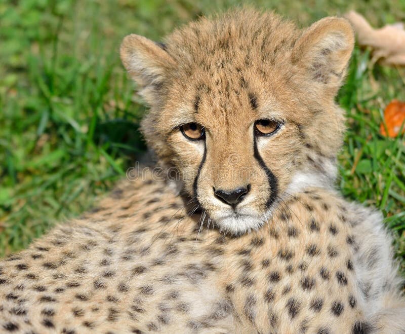 Guepardo Cub imagen de archivo. Imagen de salvaje, retrato - 27661933