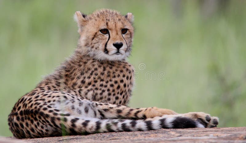 Guepardo Cub imagen de archivo. Imagen de manchado, cachorro - 36603169