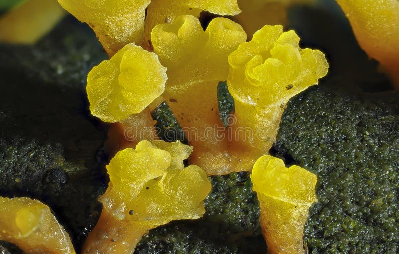The Guepiniopsis buccina stock photo. Image of fungus - 196023192
