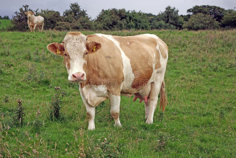 Guernsey Cow stock photo. Image of milk, guernseys, breeds - 6175734