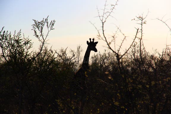 Guess Who Silhouette Stock Photos - Free & Royalty-Free Stock Photos ...