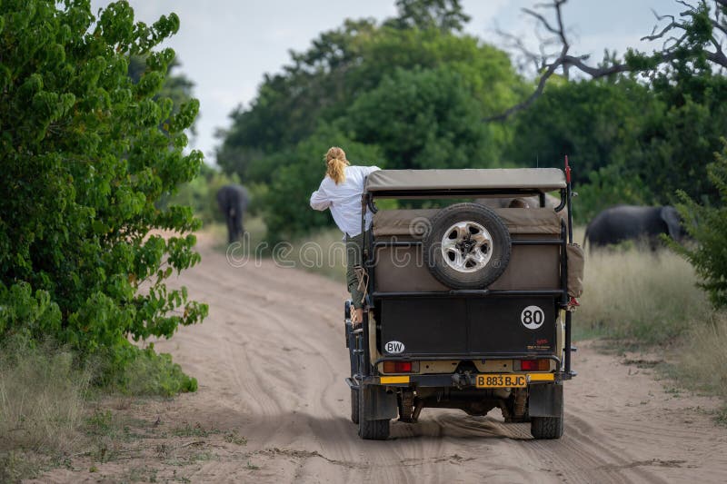 Guest Watches African Bush Elephant from Jeep Editorial Image - Image ...