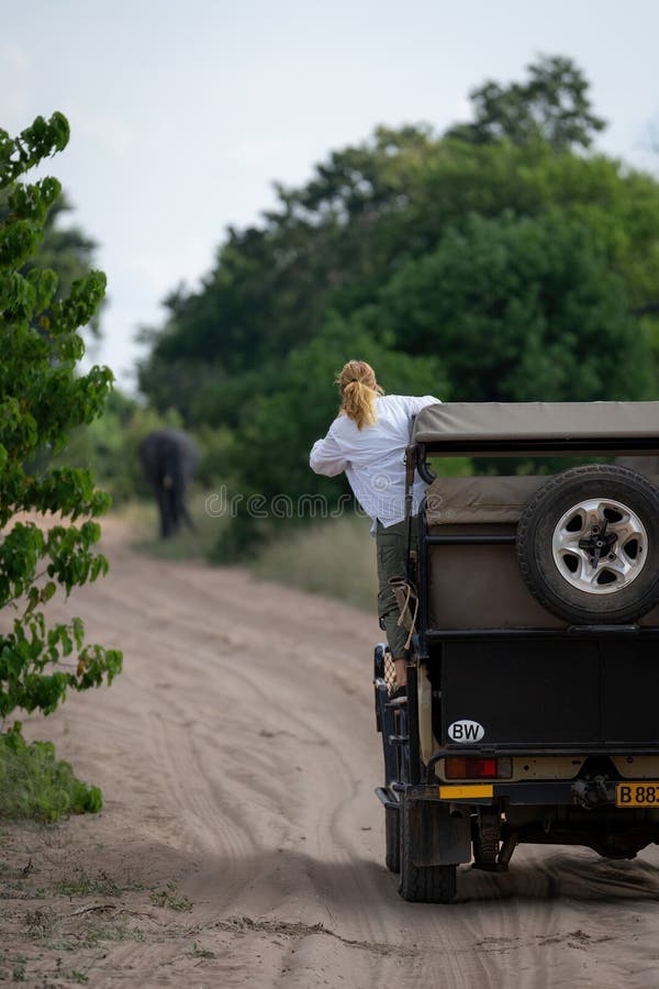 Guest Watching African Bush Elephant from Jeep Stock Photo - Image of ...