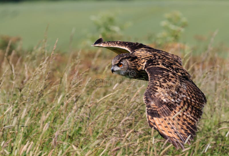 Gufo reale in volo fotografia stock. Immagine di falco - 43109412