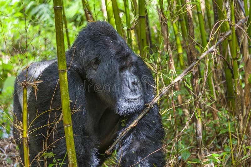 Guhonda Le Plus Grand Gorille De Silverback Au Rwanda Photo stock ...