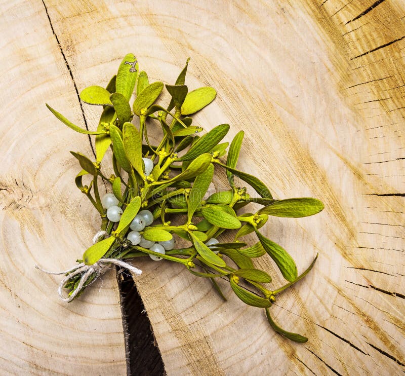 Branche de gui photo stock. Image du lame, frais, brindille - 38083928