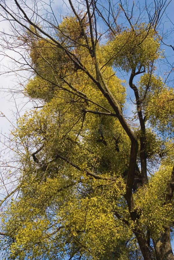Boules de gui sur l'arbre photo stock. Image du groupe - 38934894