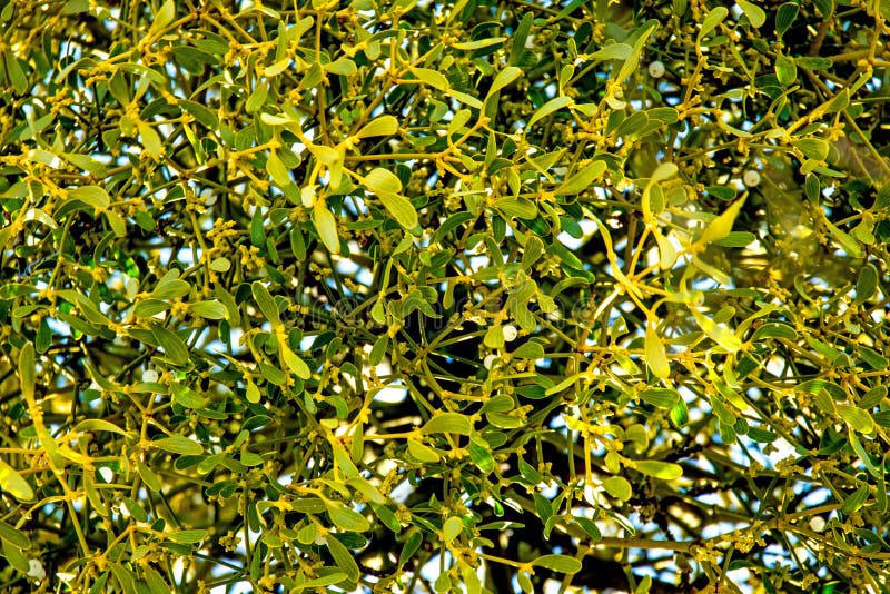 Gui Dans Un Arbre Fruitier Dans L'hiver Image stock - Image du centrale ...
