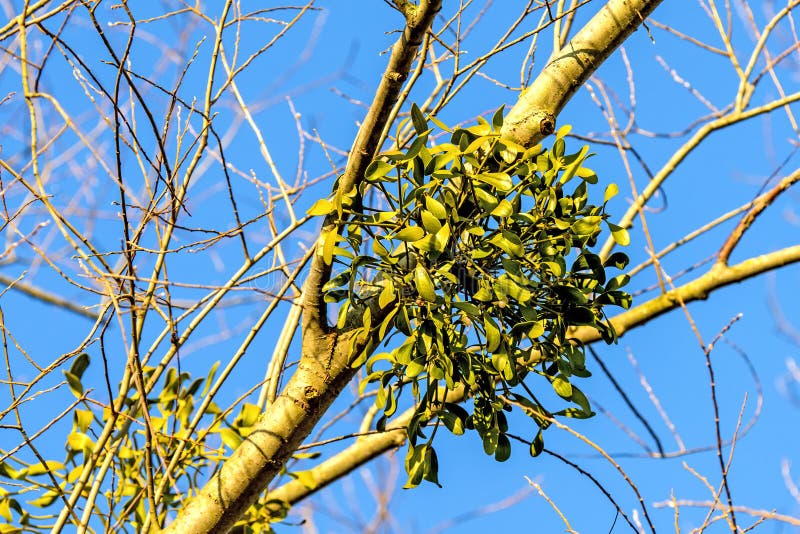 Gui Dans Un Arbre Fruitier Dans L'hiver Image stock - Image du centrale ...