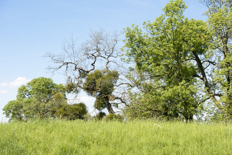 Gui dans l'arbre photo stock. Image du commun, centrale - 92542692
