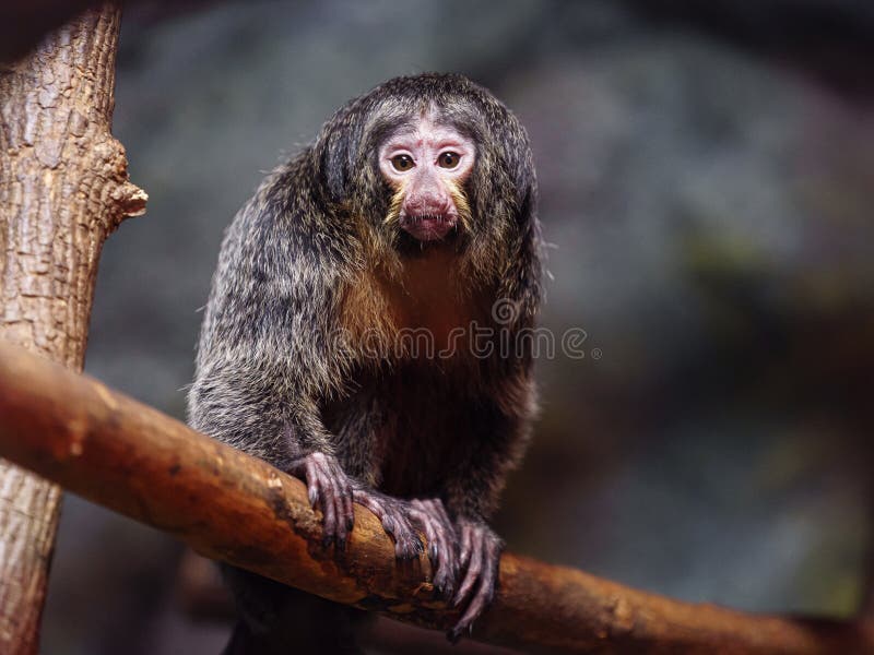 Guianan Saki stock photo. Image of black, portrait, family - 269687390