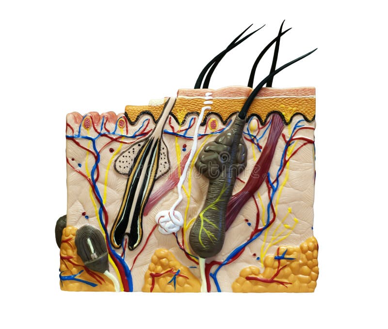 Guide D'étude - La Structure De La Peau Humaine Photo stock - Image of ...