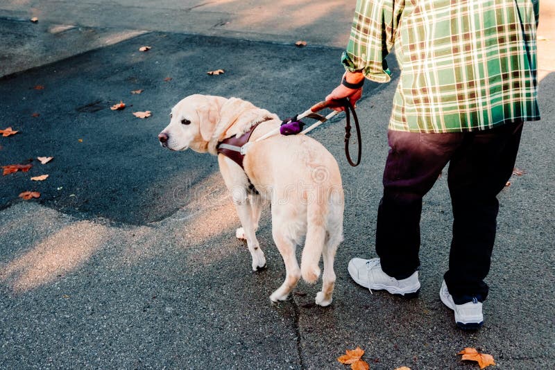 A Guide Dog Accompanies Its Blind Owner during a Walk through the City ...
