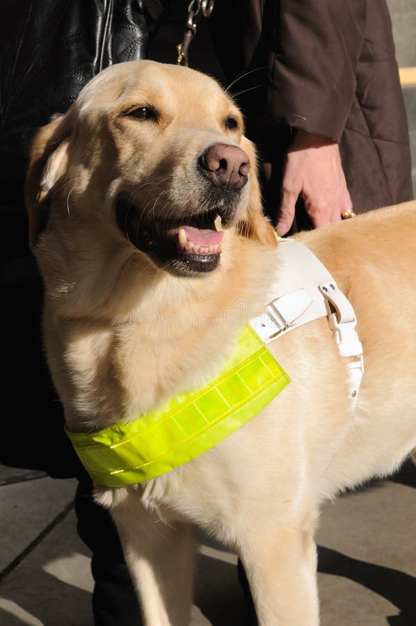 Guide Dog for the Blind stock photo. Image of vertical - 22064034