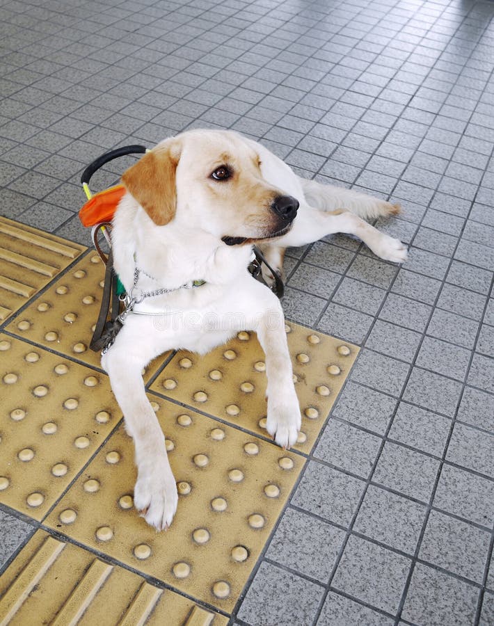 Guide dog with guide brick stock photo. Image of working - 26697652