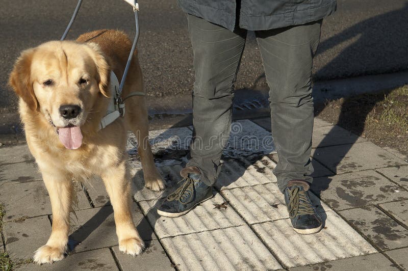 Guide Dog is Helping a Blind Man Stock Photo - Image of person, rescue ...