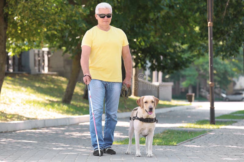 Guide Dog Helping Blind Man Stock Photo - Image of labrador, handler ... Guide Dog Helping Blind Man Stock Photo - Image of labrador, handler ...