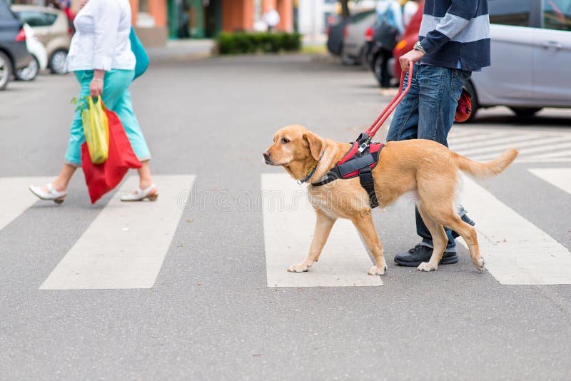 Guide Dog is Helping a Blind Man Stock Photo - Image of disabled, blind ...