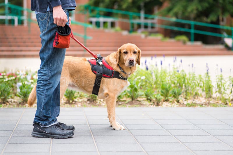 Guide Dog is Helping a Blind Man Stock Photo - Image of rescue ...