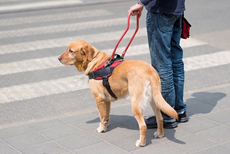 Guide Dog is Helping a Blind Man Stock Photo - Image of helpmate ...