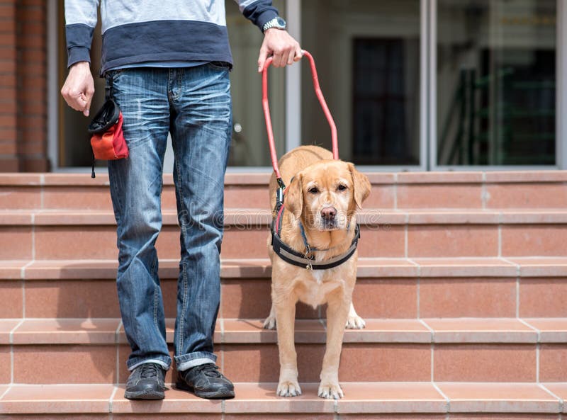Guide Dog is Helping a Blind Man Stock Image - Image of domestic, blind ...