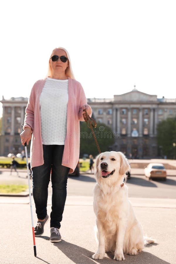 Guide Dog Helping Blind Person with Long Cane Walking Stock Photo ...