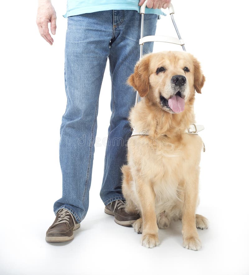 Guide Dog Isolated on White Stock Image - Image of public, disabled ...