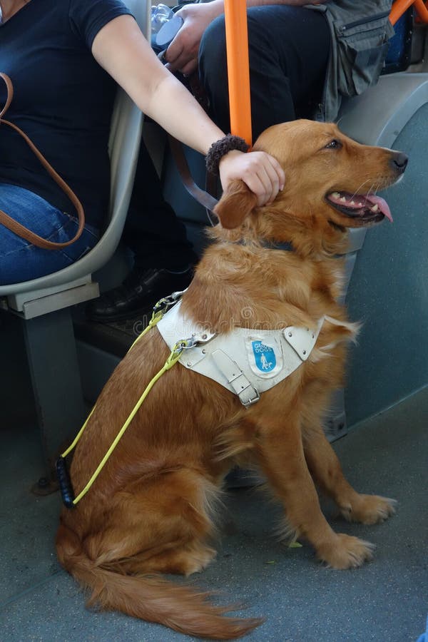 Guide Dog Patted by Owner in the Bus Stock Image - Image of loyal, head ...