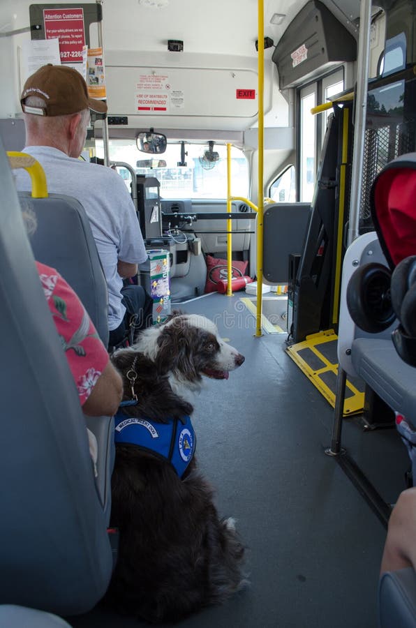 Guide Dog Bus Stock Photos - Free & Royalty-Free Stock Photos from ...