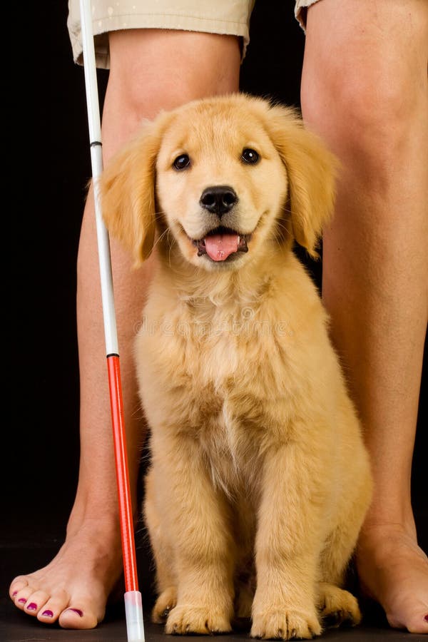 Guide Dog in Training stock image. Image of sitting, handicapped - 20263613