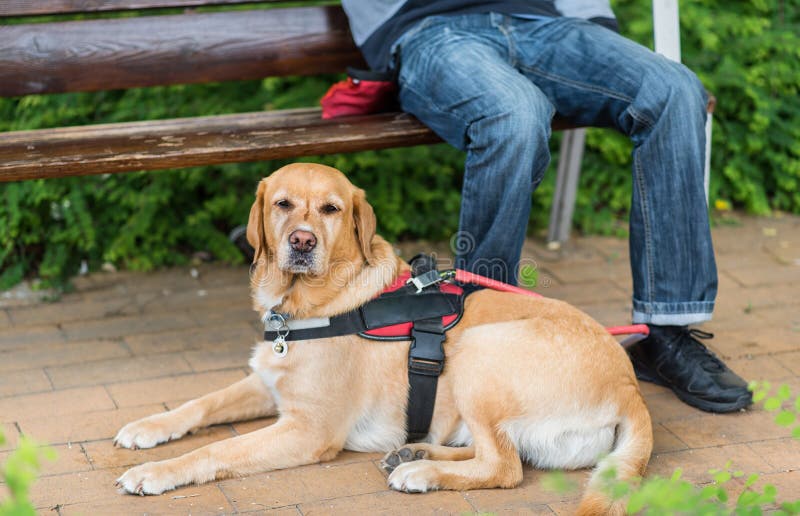 Guide Labrador Dog is Relaxing with Owner Stock Image - Image of ...