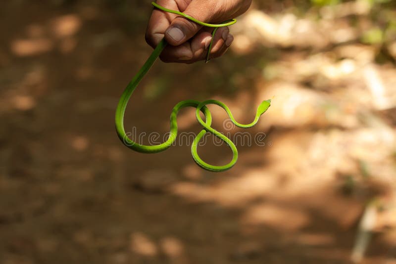Slim Green Snake, Stretched between Dead Tree Branches Stock Image ...