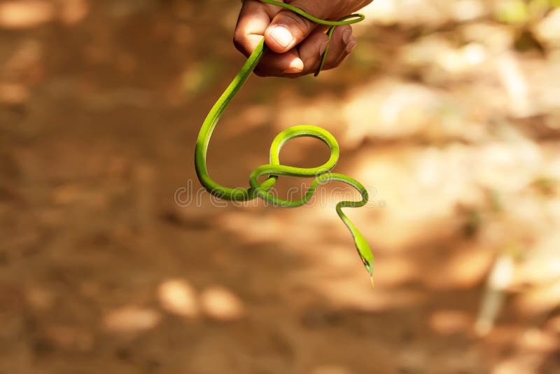 Slim Green Snake, Stretched between Dead Tree Branches Stock Image ...