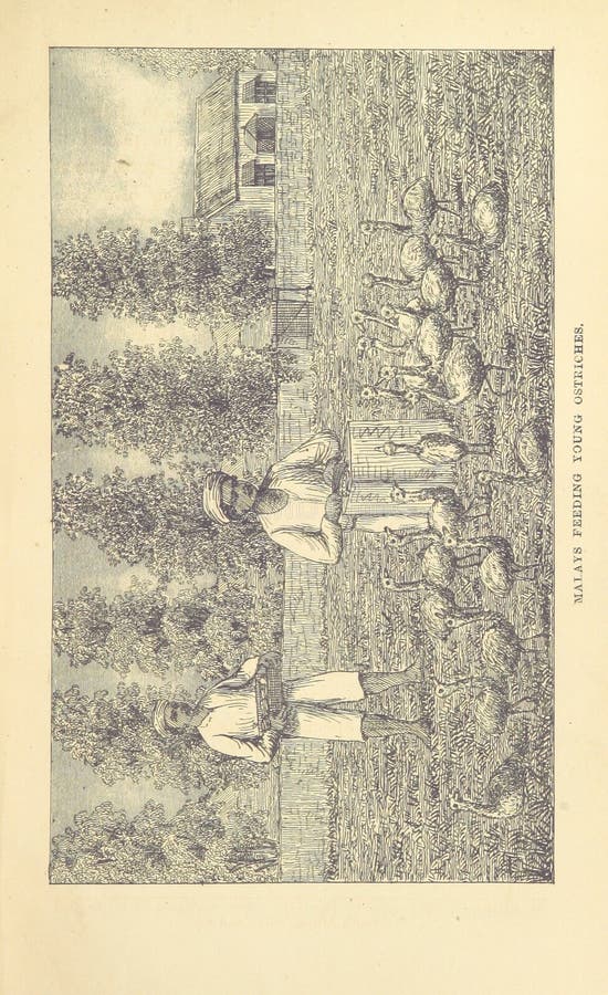 British Library Digitised Image from Page 81 of "Guide To the Transvaal ...