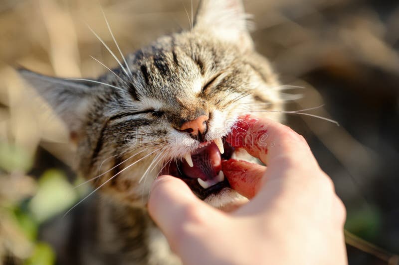 Guidelines for Handling Animal Bites Effectively with a Clear Visual ...