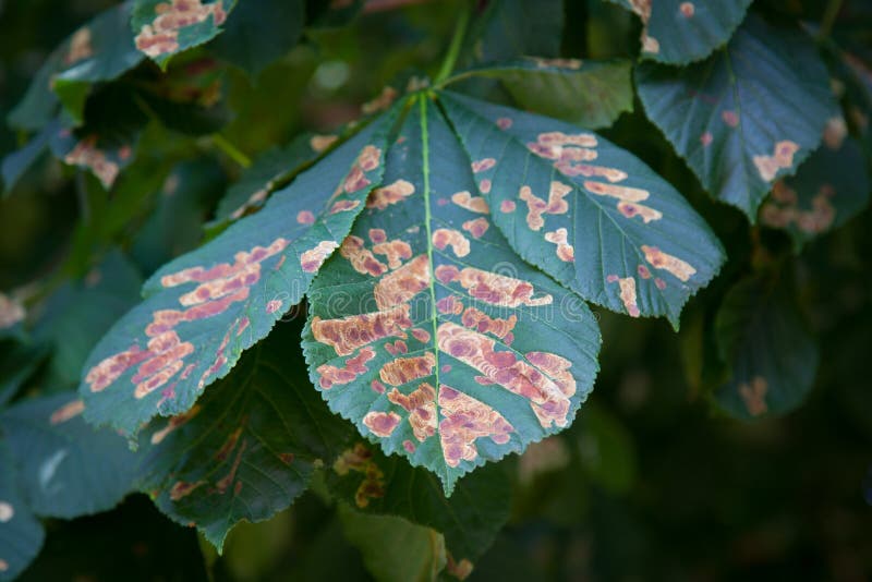 Guignardia aesculi stock image. Image of leaf, horse - 25830413