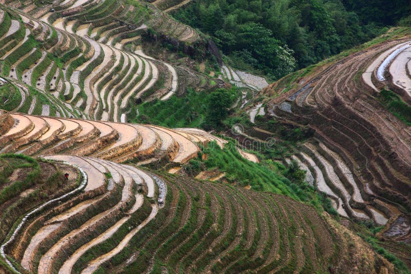 Guilin terrace stock photo. Image of famous, landscape - 53560360