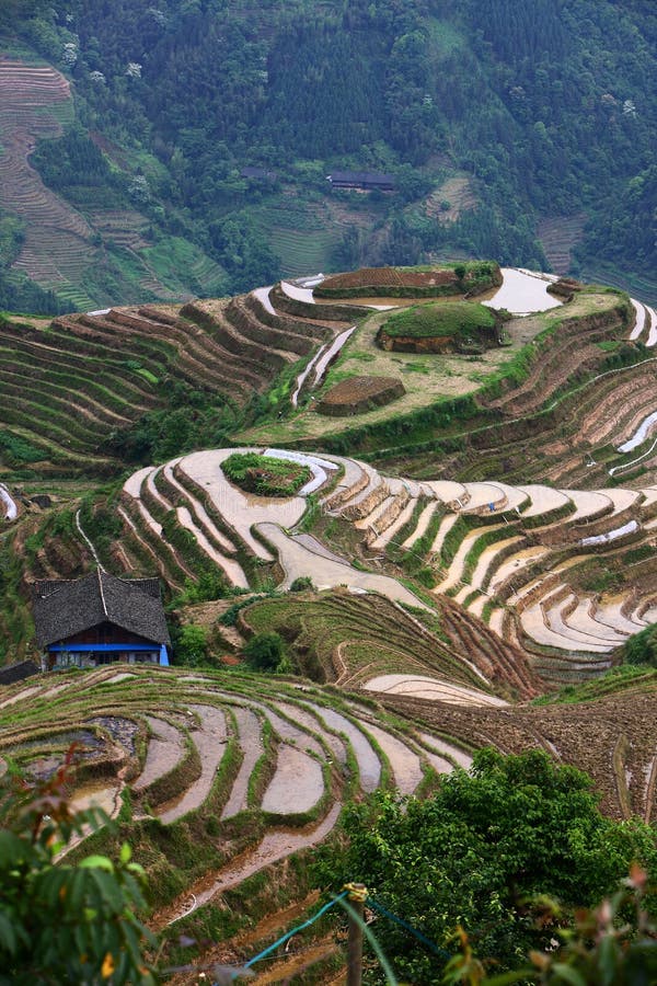 Guilin terrace stock photo. Image of scene, trees, chinese - 53560404
