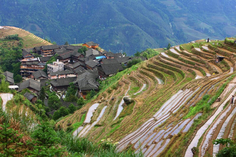 Guilin terrace stock image. Image of mount, tree, pinganzhai - 53560461