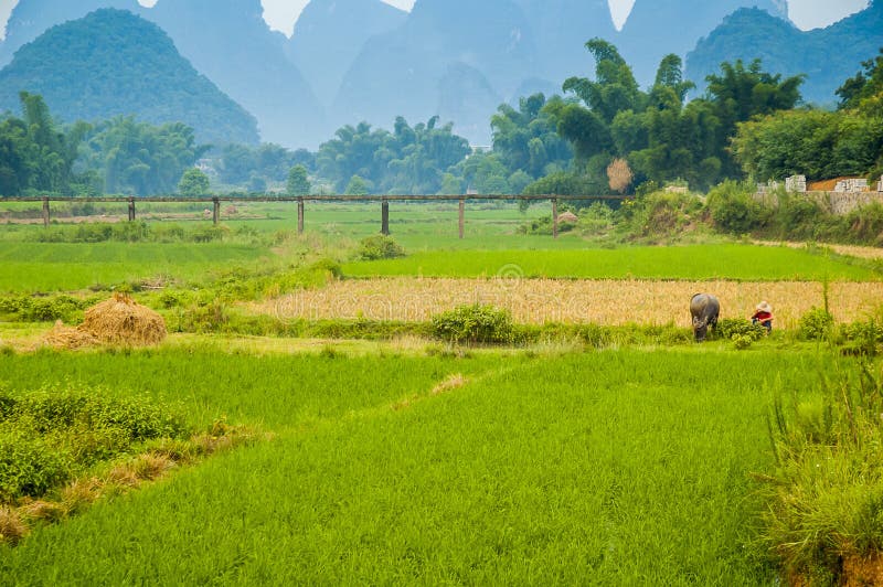 Guiling Landscape with Rice Fields Stock Photo - Image of famous ...