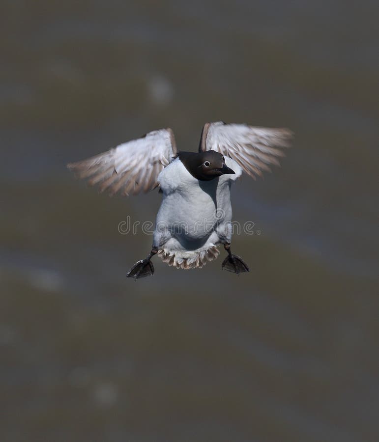 Guillemot stock photo. Image of razorbill, coastal, kittwake - 57372772