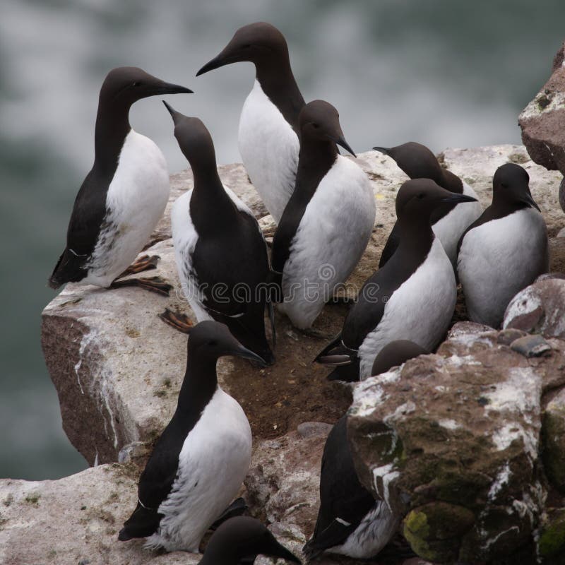 Guillemot at Fowlsheugh stock photo. Image of beak, arctic - 6918796