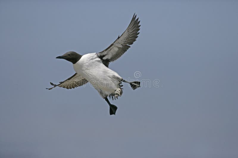 Guillemot, Uria aalge stock photo. Image of animal, coast - 36242466