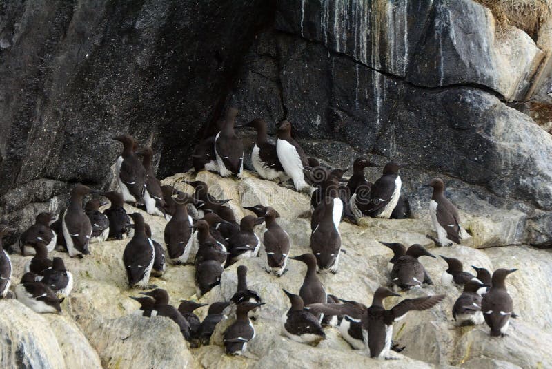 Guillemots, Craigleith Island, Scotland Stock Photo - Image of feather ...
