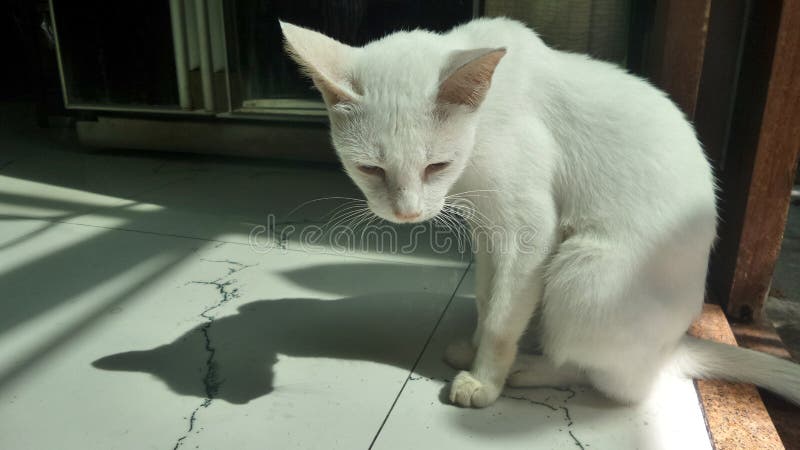 Guilty Cat Confessing for it S Crime Stock Photo - Image of naughty ...