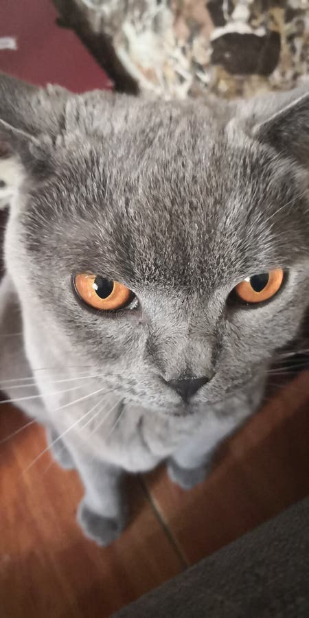 Kibu Stock Photos - Free & Royalty-Free Stock Photos from Dreamstime