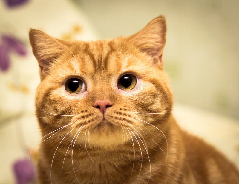 Guilty cat stock image. Image of studio, white, funny - 66678009