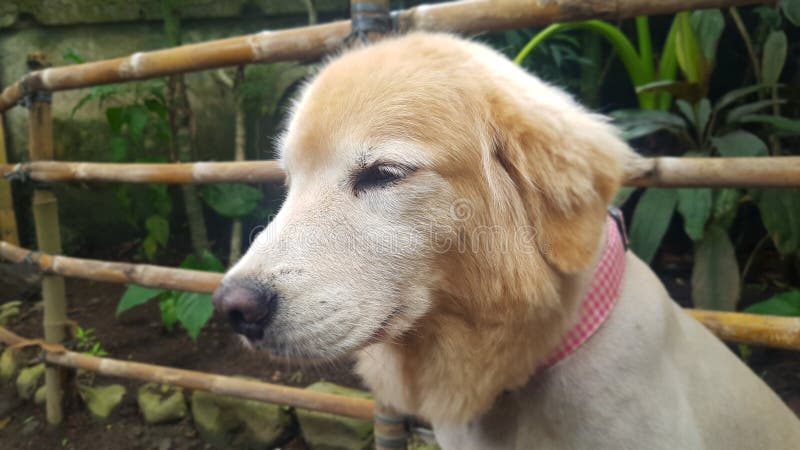 Guilty dog goldy retriever stock image. Image of retriever - 201604915