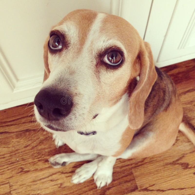 Guilty Dog stock image. Image of sorry, puppy, help, imsorry - 42731567